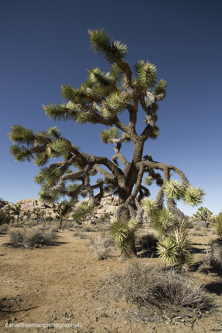 USA in Colour Pt2: Amboy, 29 Palms and Joshua Tree | Daniel Freeman ...